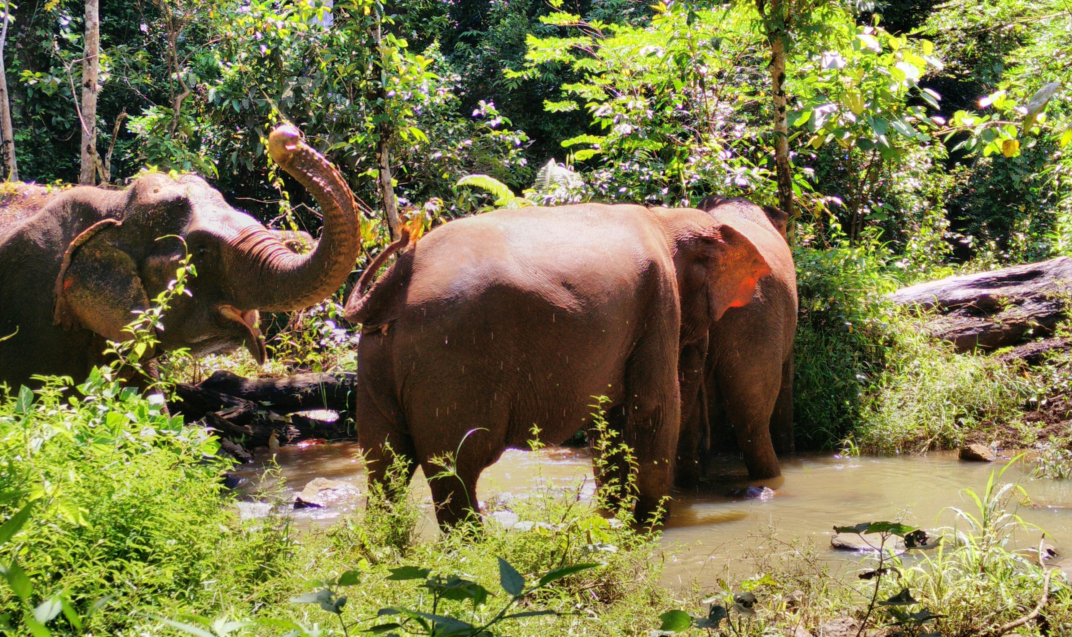 Elephant Valley Project